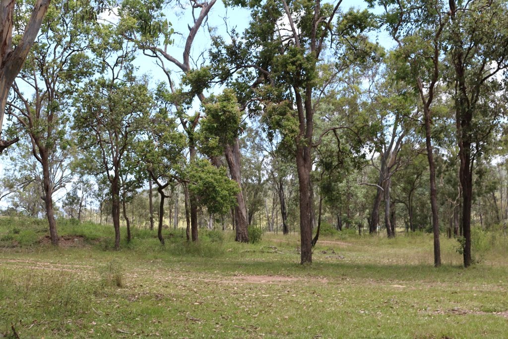 National Park Odyssey: Linville, QLD