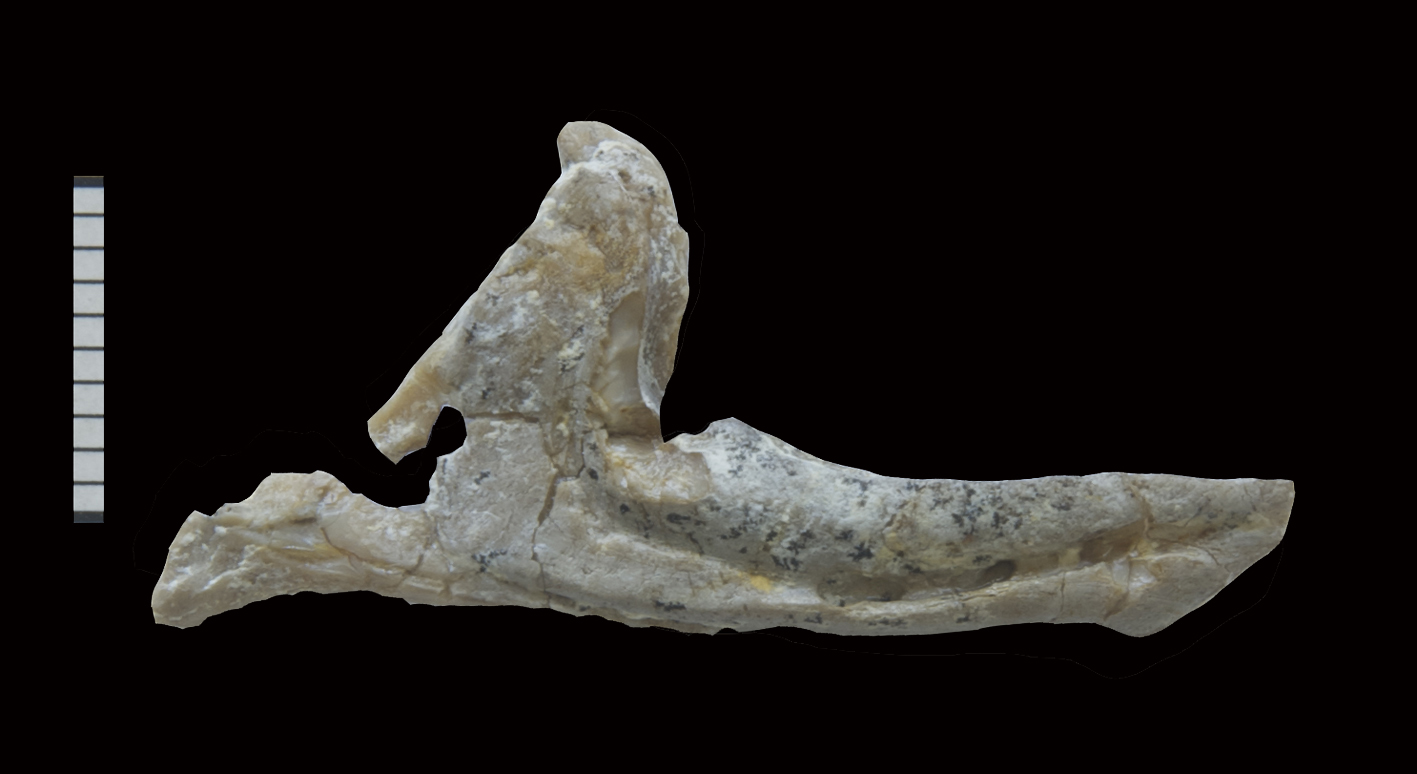 Mesozoic Vertebrates Blog: Ever seen anything like this? Eh, no...