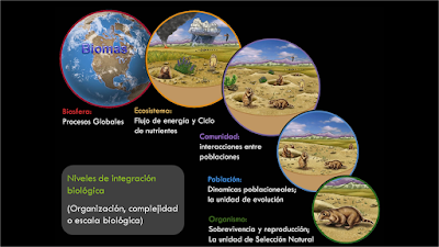 Niveles De Organización En Ecología