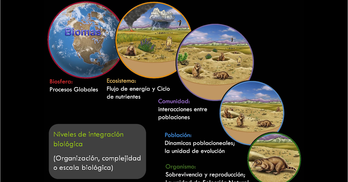 Niveles De Organización En Ecología