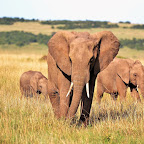 Get a Closer Look at the Myrtle Beach Safari Zoo
