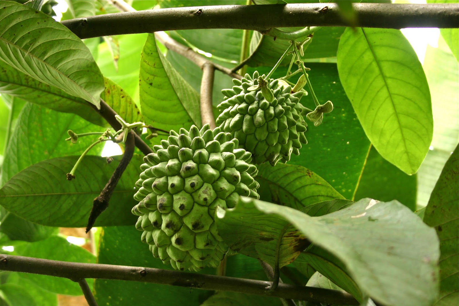 Atemoya (Annona squamosa x A. cherimola) - Frutas del mundo