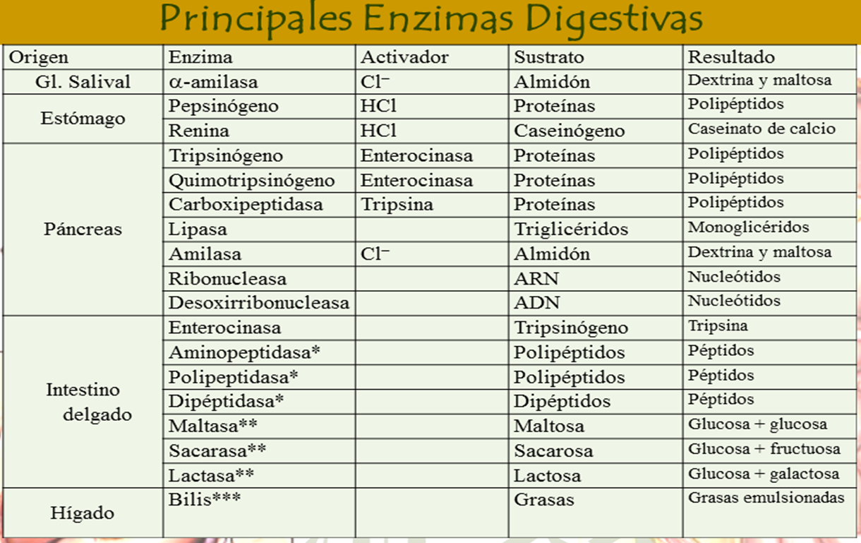 Gaceta CIX .: Principales Enzimas Digestivas