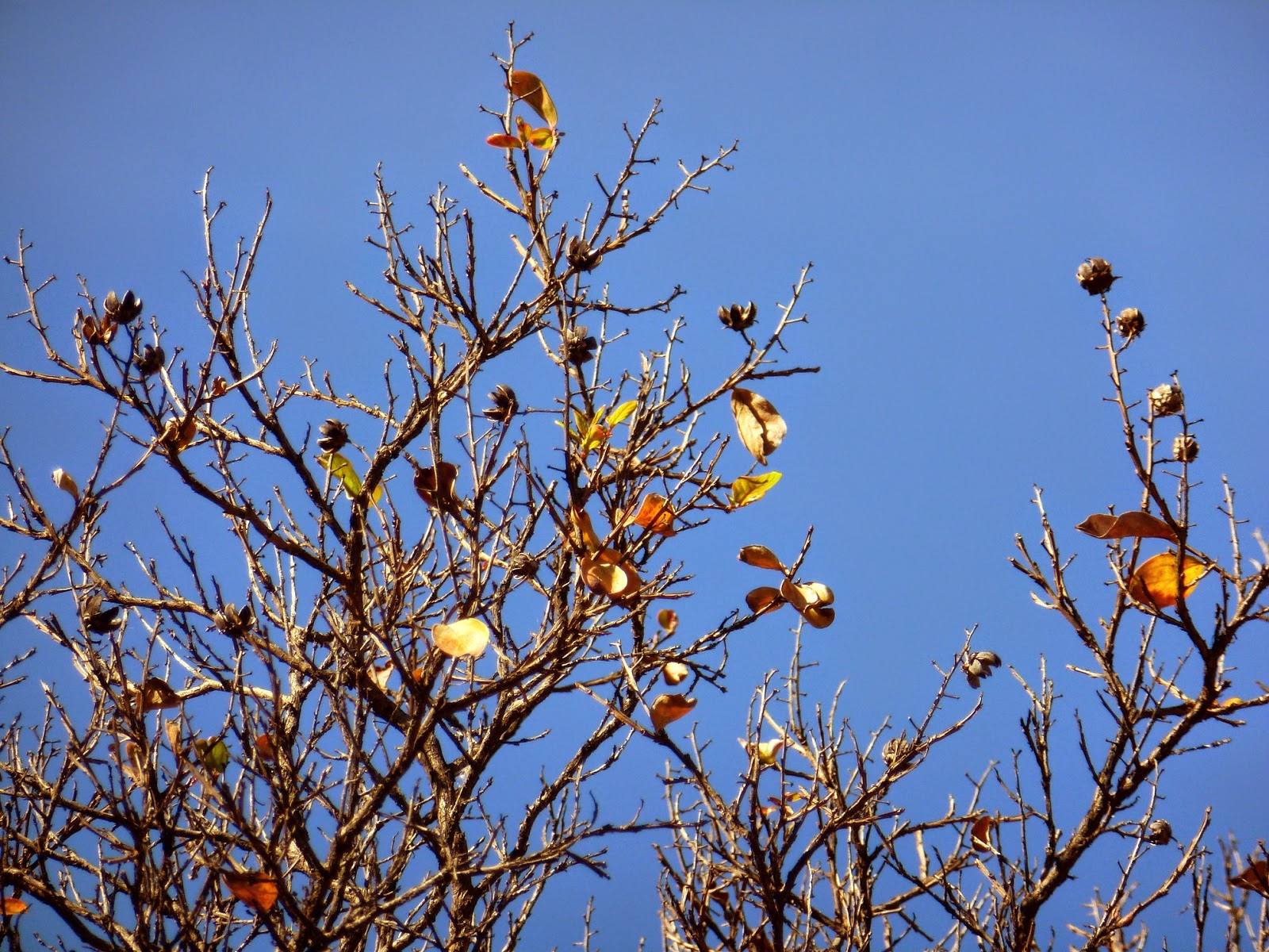 Árboles con alma: Arbol de Júpiter. (Lagerstroemia índica)