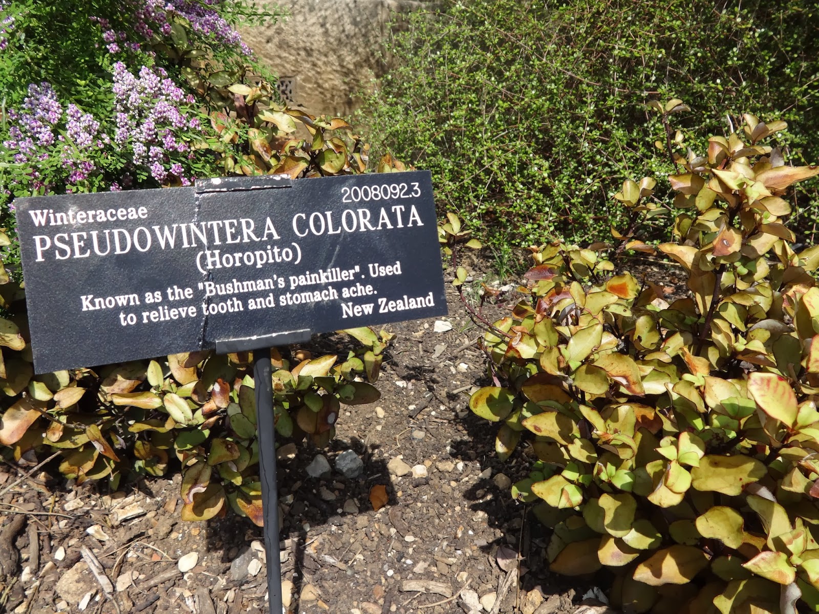 Herbs from Distant Lands: Pseudowintera colorata - Horopito, New ...