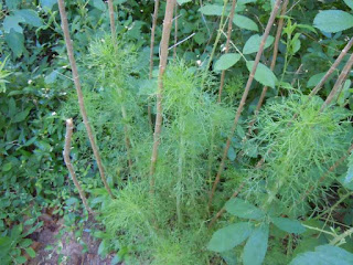 Gardens-In-The-Sand: Wild edibles, a walk around my yard