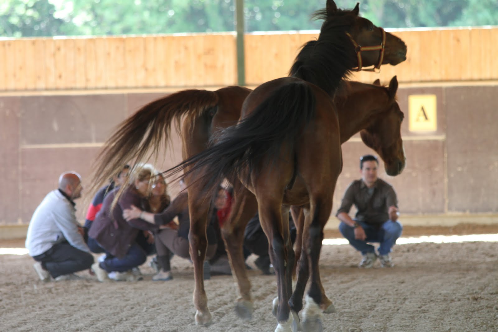 Cava Horse-Coaching: EN QUE CONSISTE EL HORSE-COACHING