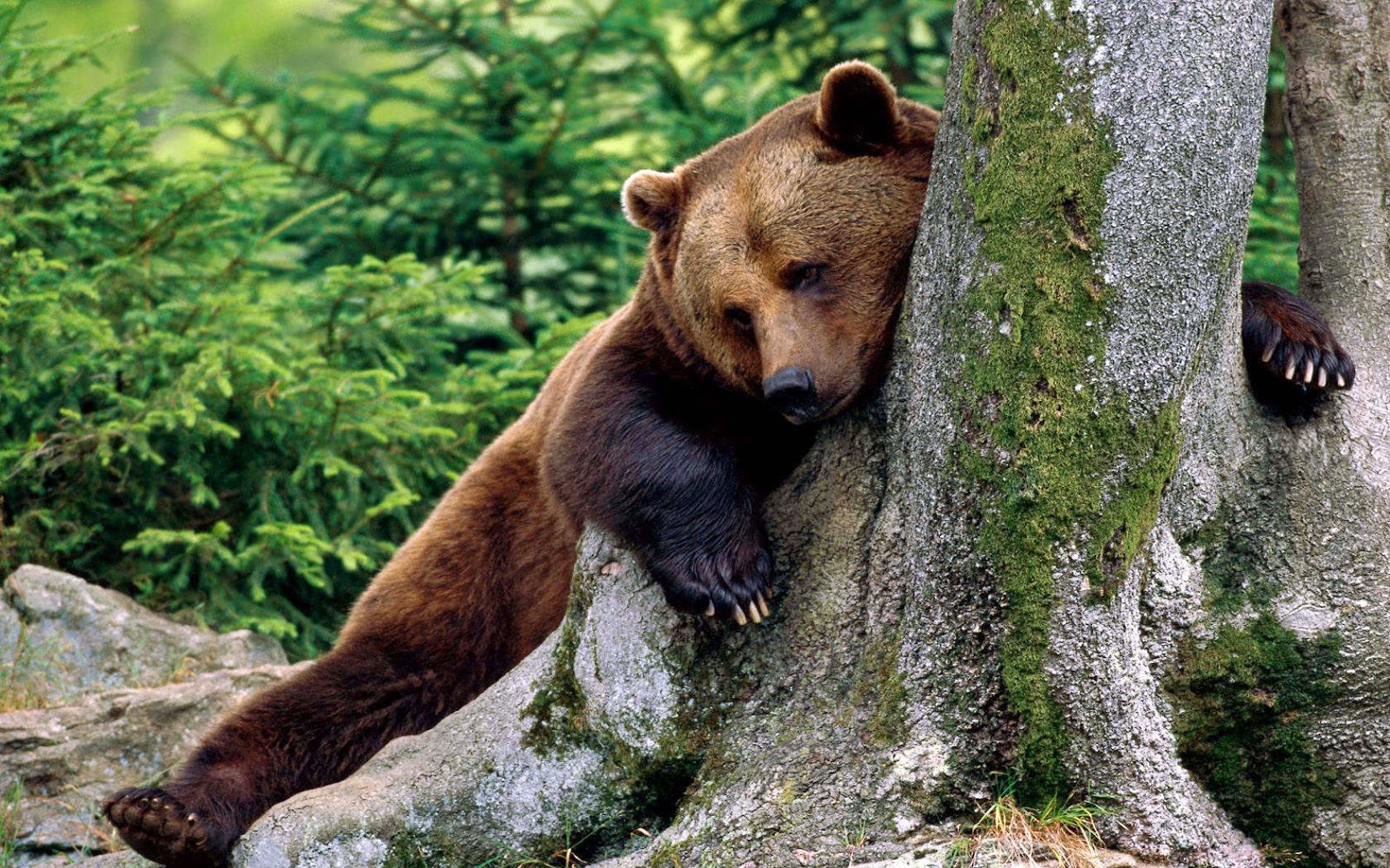 Natureza: Urso Pardo