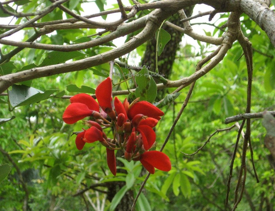 RAINBOW - The Colours of India: ....and sweet nothings...:)