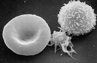 Science Doing: Red Blood Corpuscle enucleation and in vitro synthesis