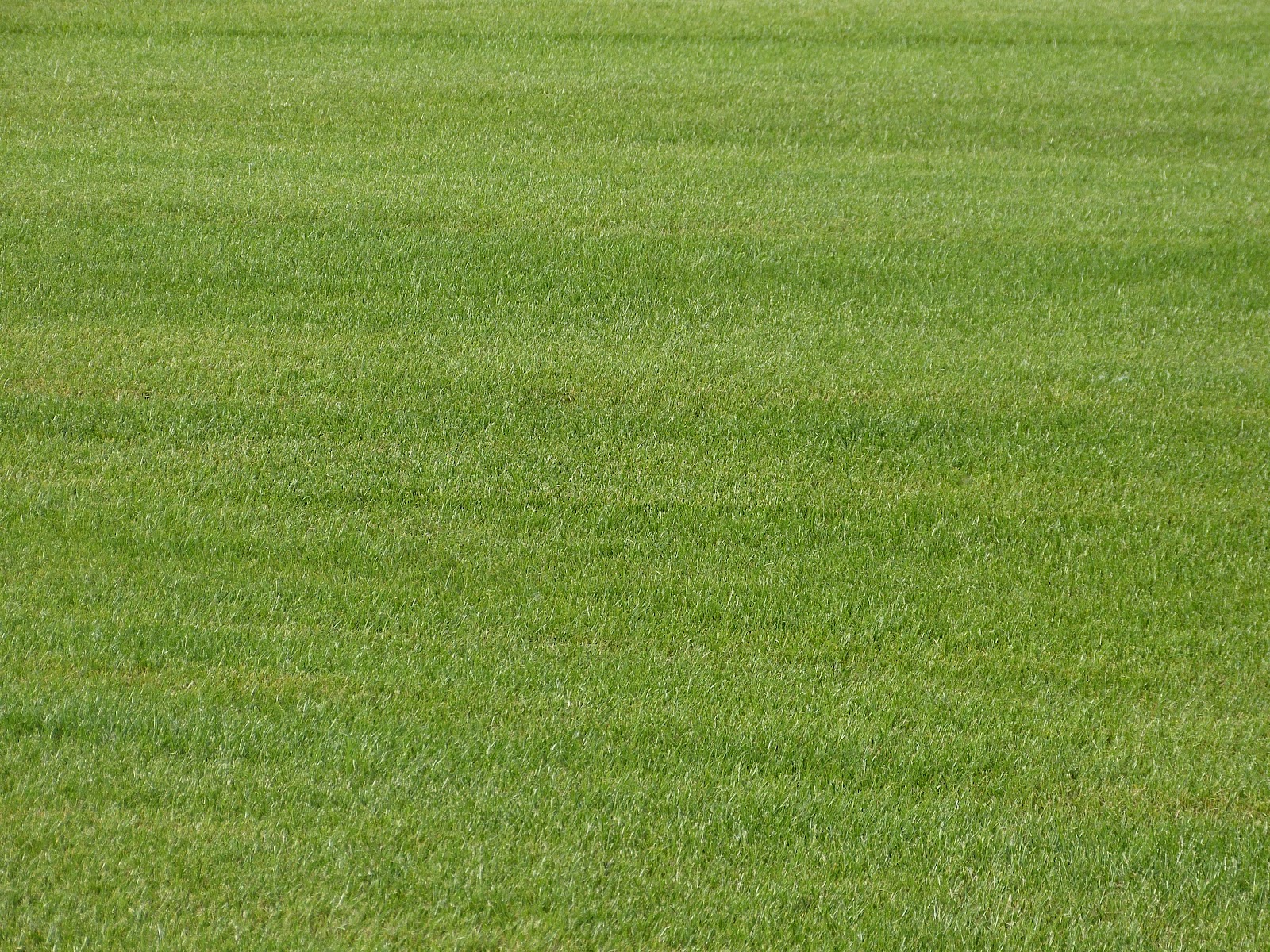 LE MAXIMUM: Grandes images de belles pelouses - toutes gratuites