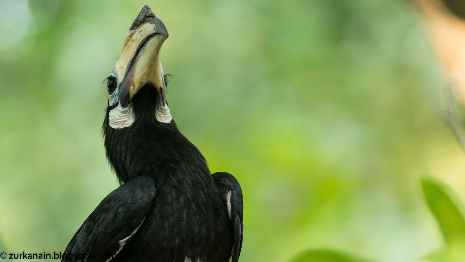 Zul Ya - Birds of Peninsular Malaysia: Burung Enggang di Semenanjung ...
