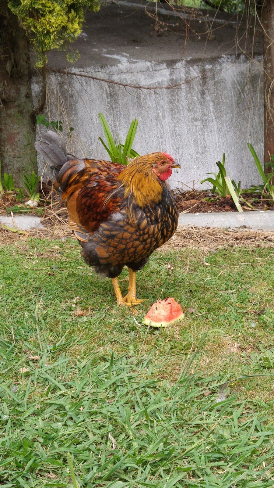 Cheeps and quackers: Introducing Chuck (the chicken duck)