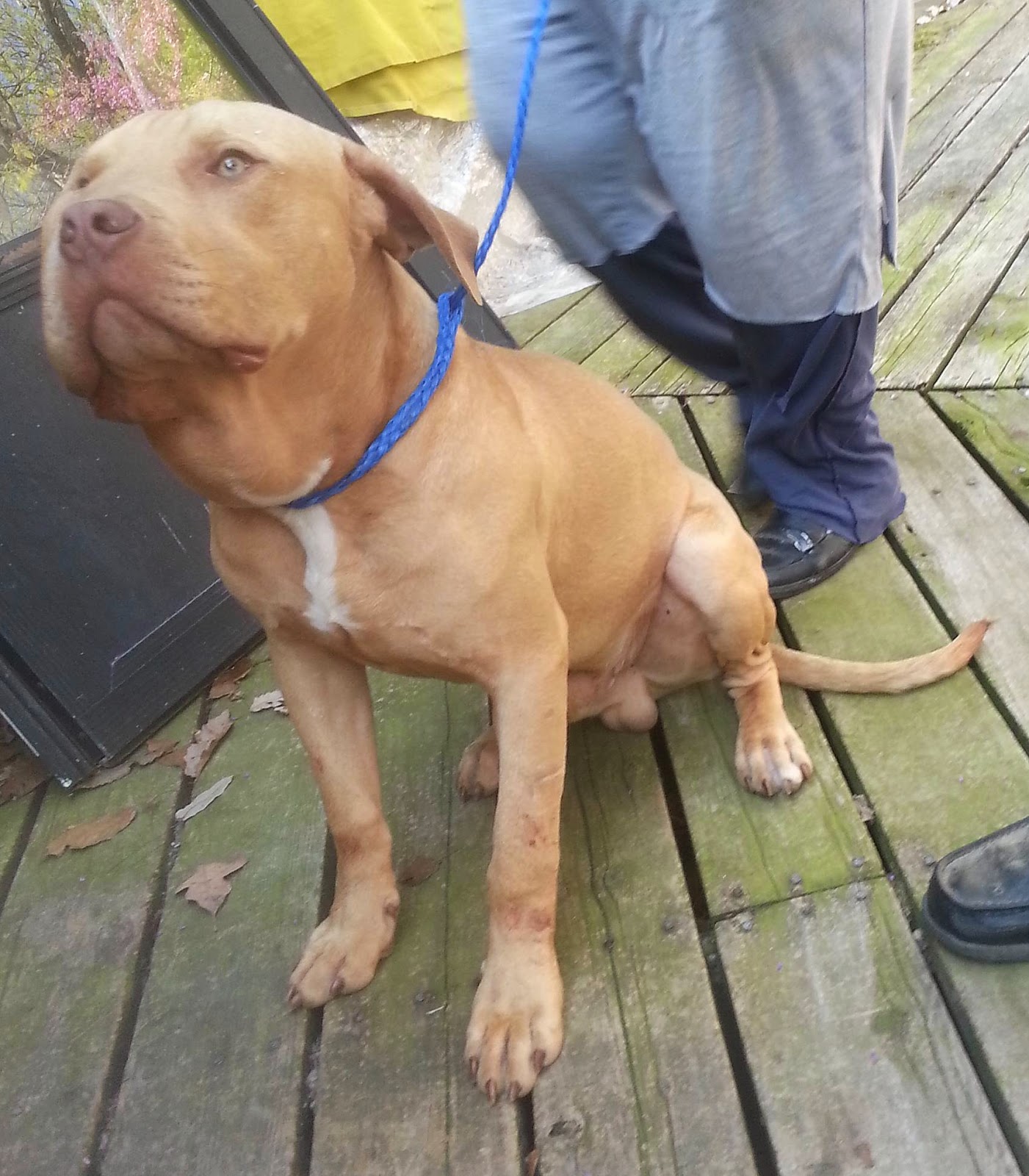 PIT BULL: A DOG: TRIAGE ON THE FARM