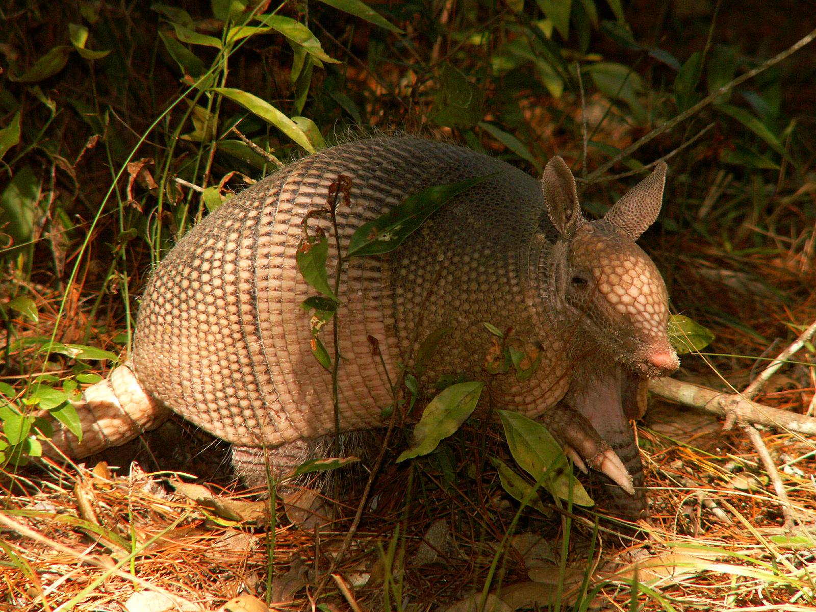 The Nature of FishHawk Ranch by Steve Meador