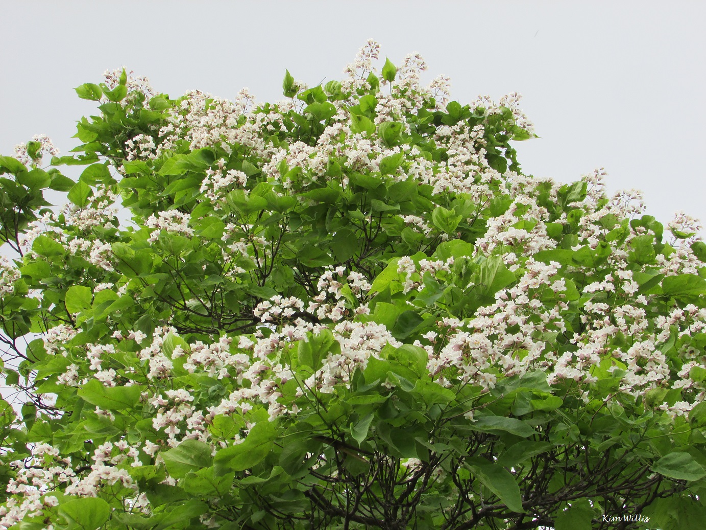 Gardening Granny's Gardening Pages: Catalpa, Catawaba, tree