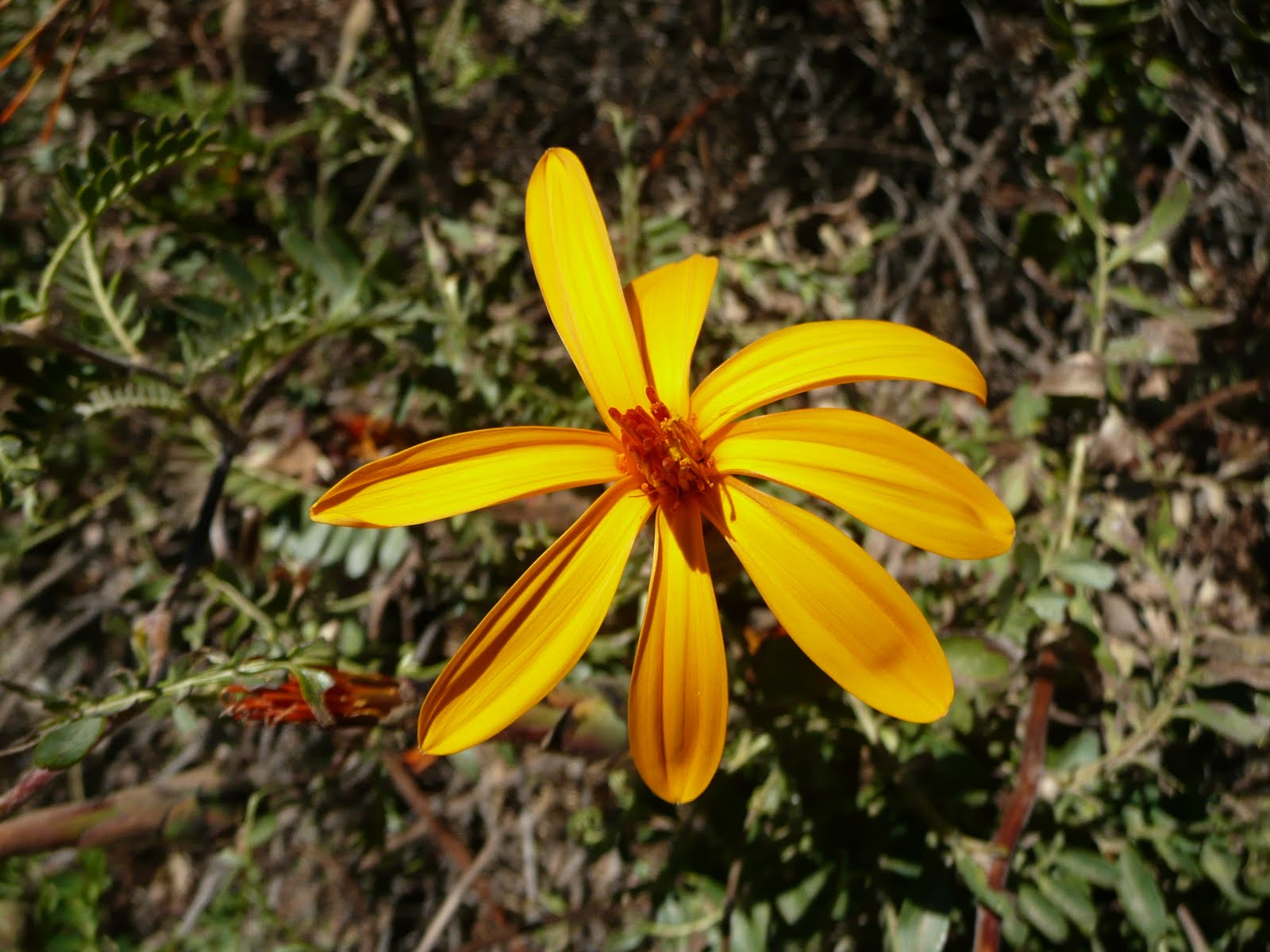Cáctus y plantas de María: Plantas que vi en Perú