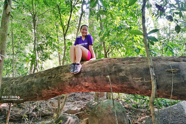 Bukit Tokun 大山脚卓坤山[必拍]大树 - 乐飞翎 ♥ LUVFEELIN