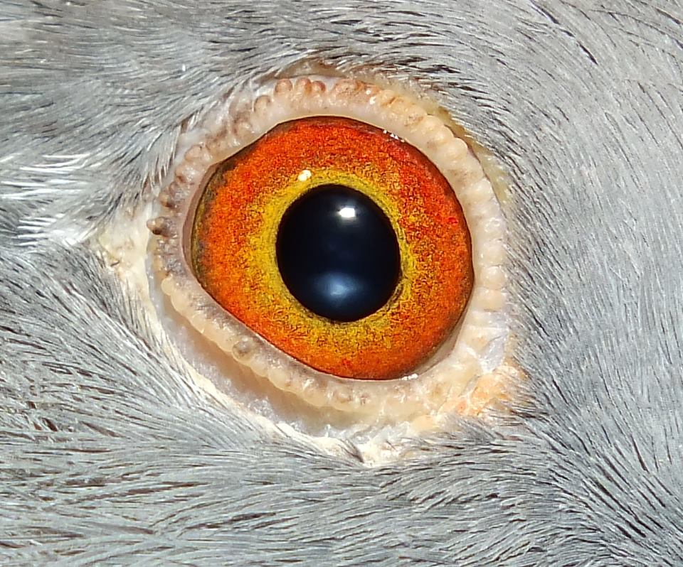 Mis amigas las palomas: Teoría del ojo