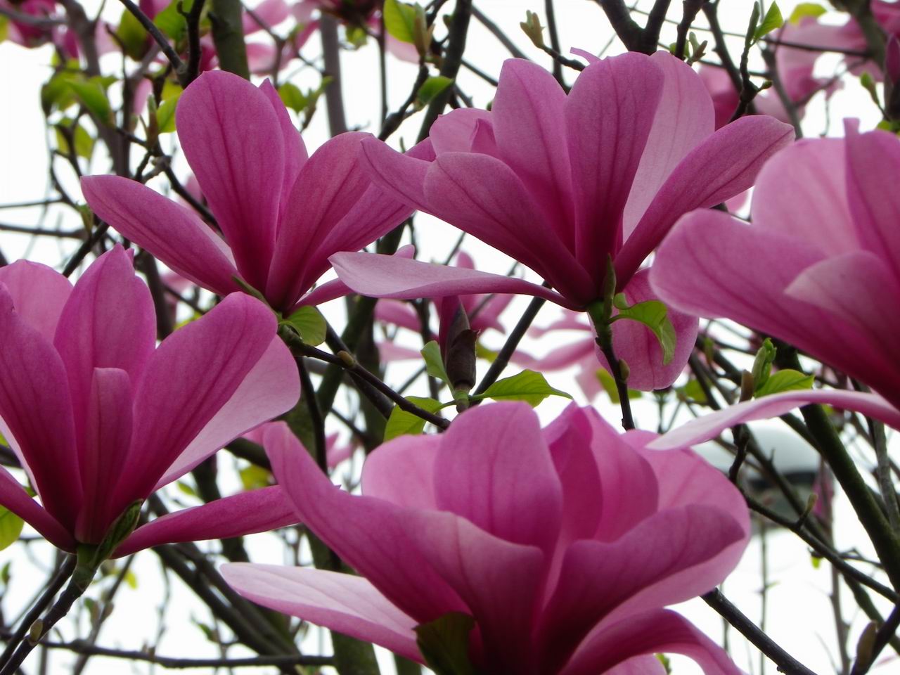 Arbre en fleurs : le Magnolia