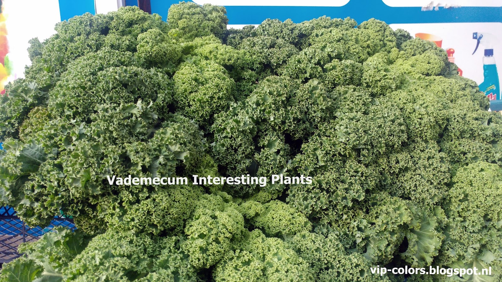 Vademecum Interesting Plants: Brassica oleracea L. var. sabellica ...