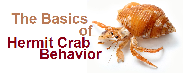 Hermit Crab Cottage: The Basics of Hermit Crab Behavior