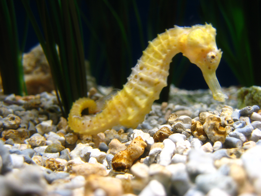 Seahorse