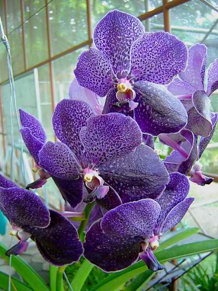 El Viajero: Waling-waling Expo