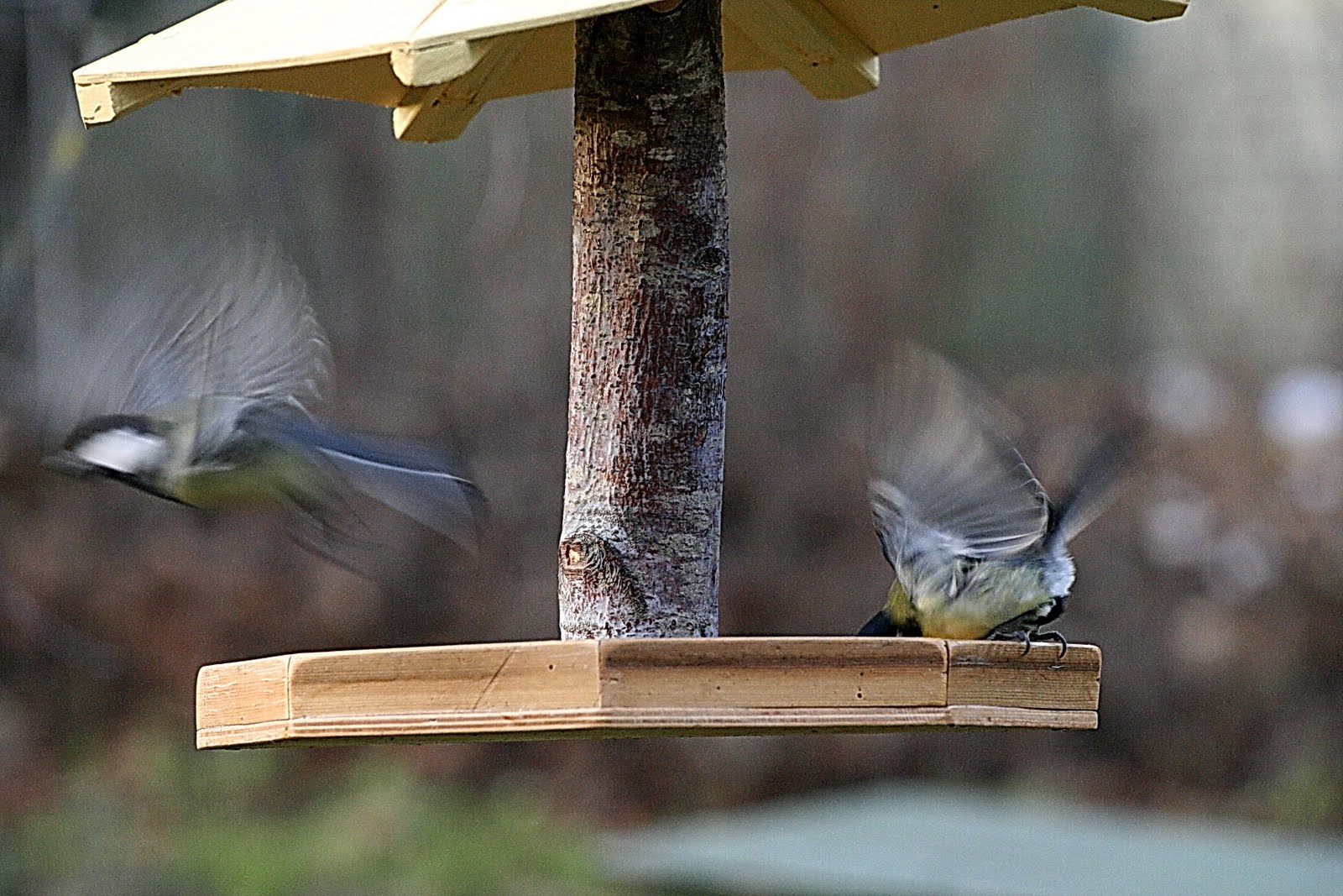 Lemmikud raamatukogus: TII-TII TIHANE
