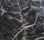 My Broken Garden: Troubleshooting A Sickly Pot Plant