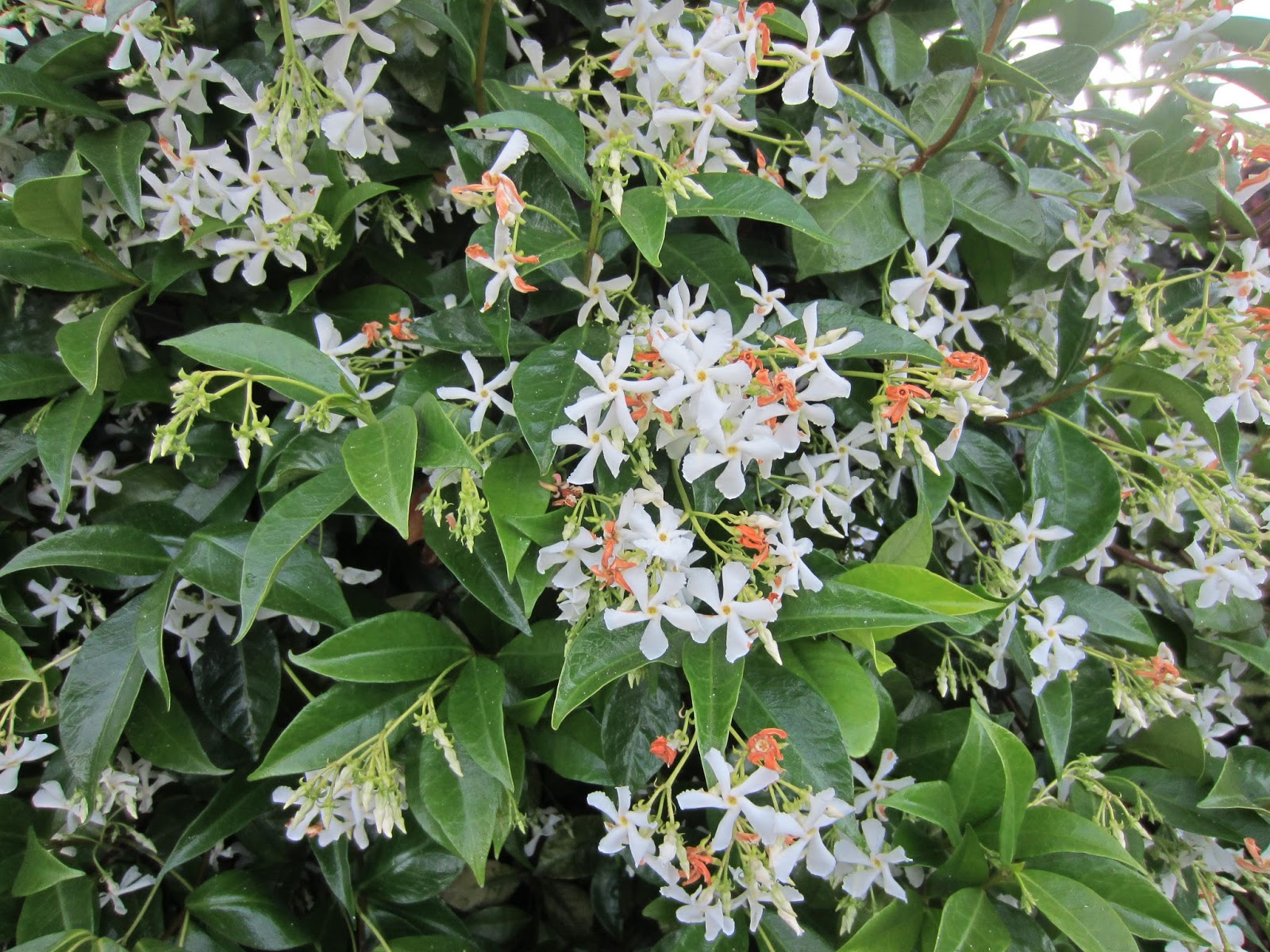 HORTA À PORTA: RHYNCOSPERMUM JASMINOIDES (JASMIM-ESTRELA, JASMIM-de-LEITE)