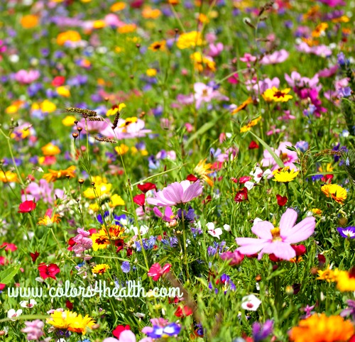 Colors 4 Health: How to Use Flowers and Plants to Increase Wellness