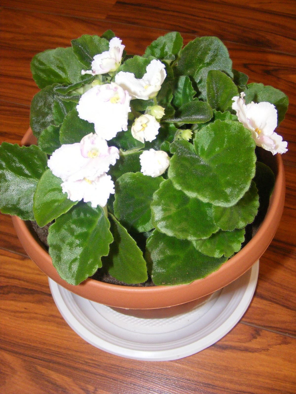 Violete de parma | Preparatedevis.ro