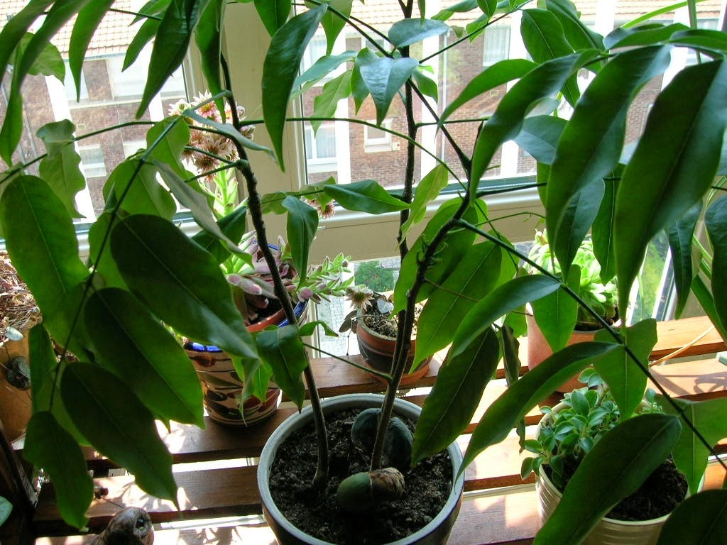 Emotion Plantes: Caféier