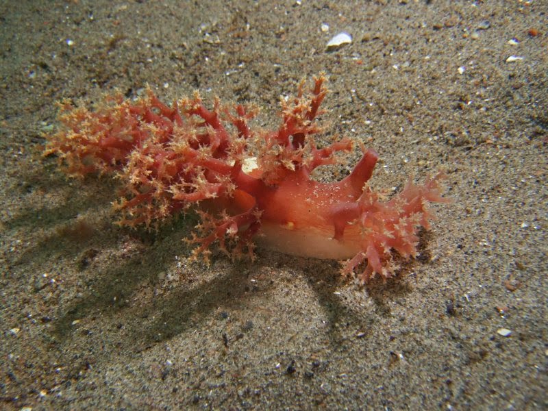 Species of UK: Week 47: Sea Slugs ('Nudibranch')