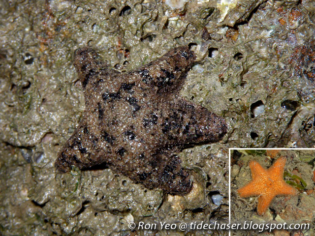 tHE tiDE cHAsER: Sea Stars (Phylum Echinodermata: Class Asteroidea) of ...