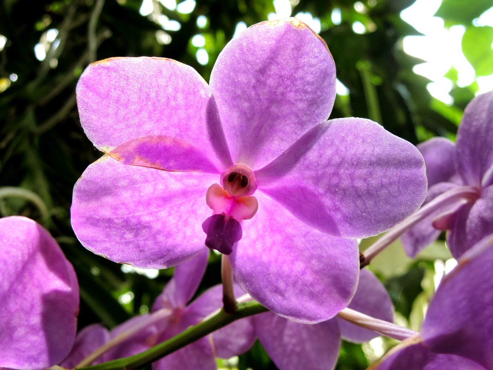 Holly Goes Lightly: Saturday Snapshot: Purple Orchid
