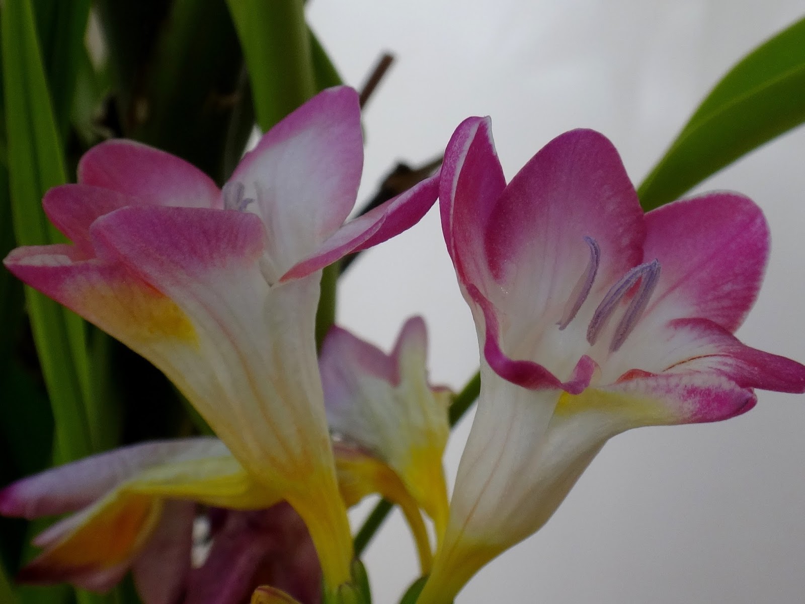 Uma flor por dia: Frésia