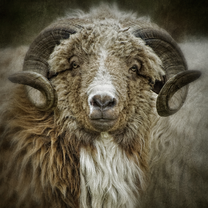 Dan Routh Photography: Ram