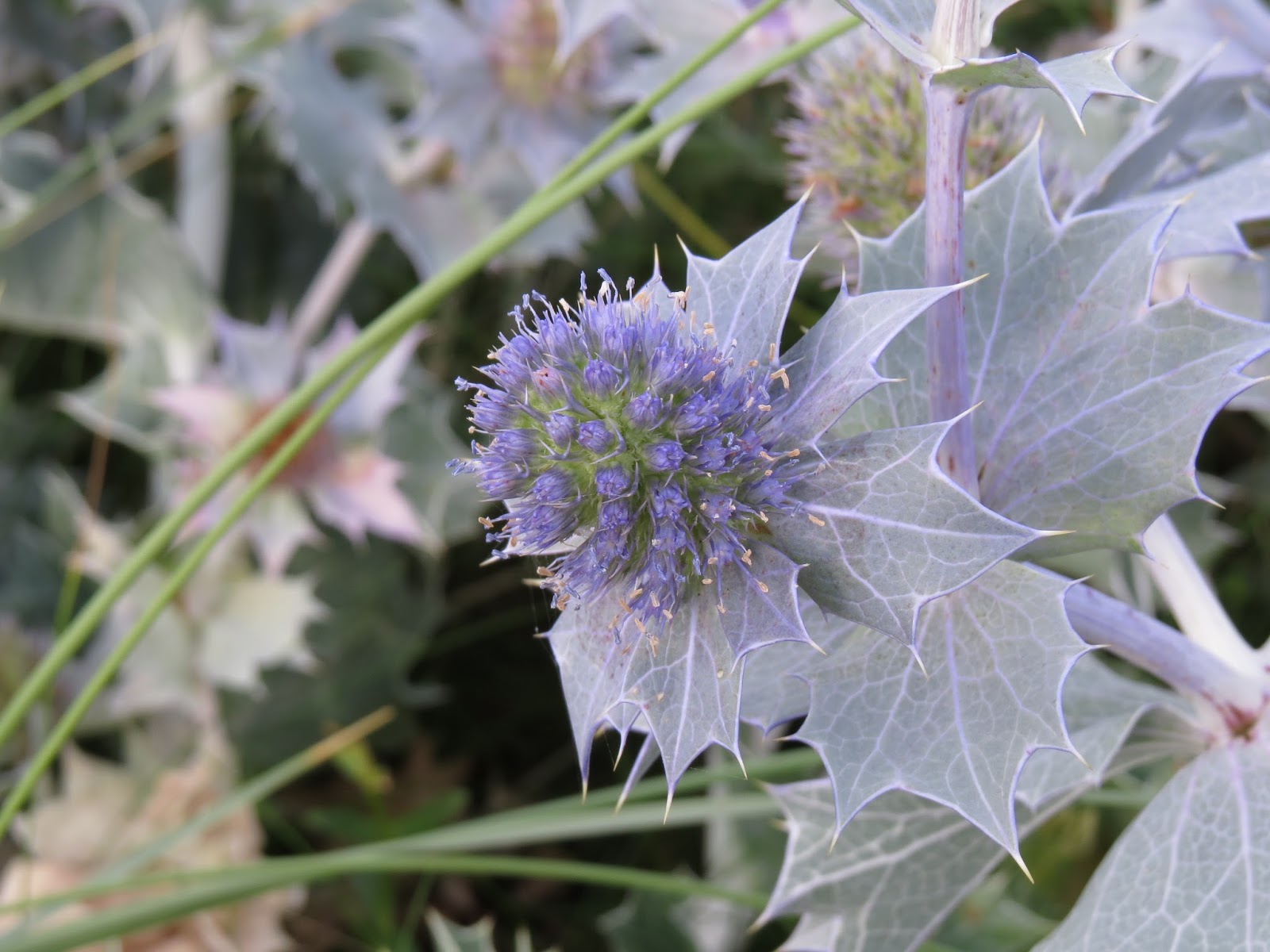The Hairy Birder: A Sea Of Sea Holly