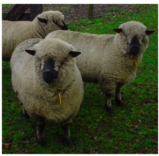 Thirteen Sheep Breeds Popular in the United States | Big Picture ...