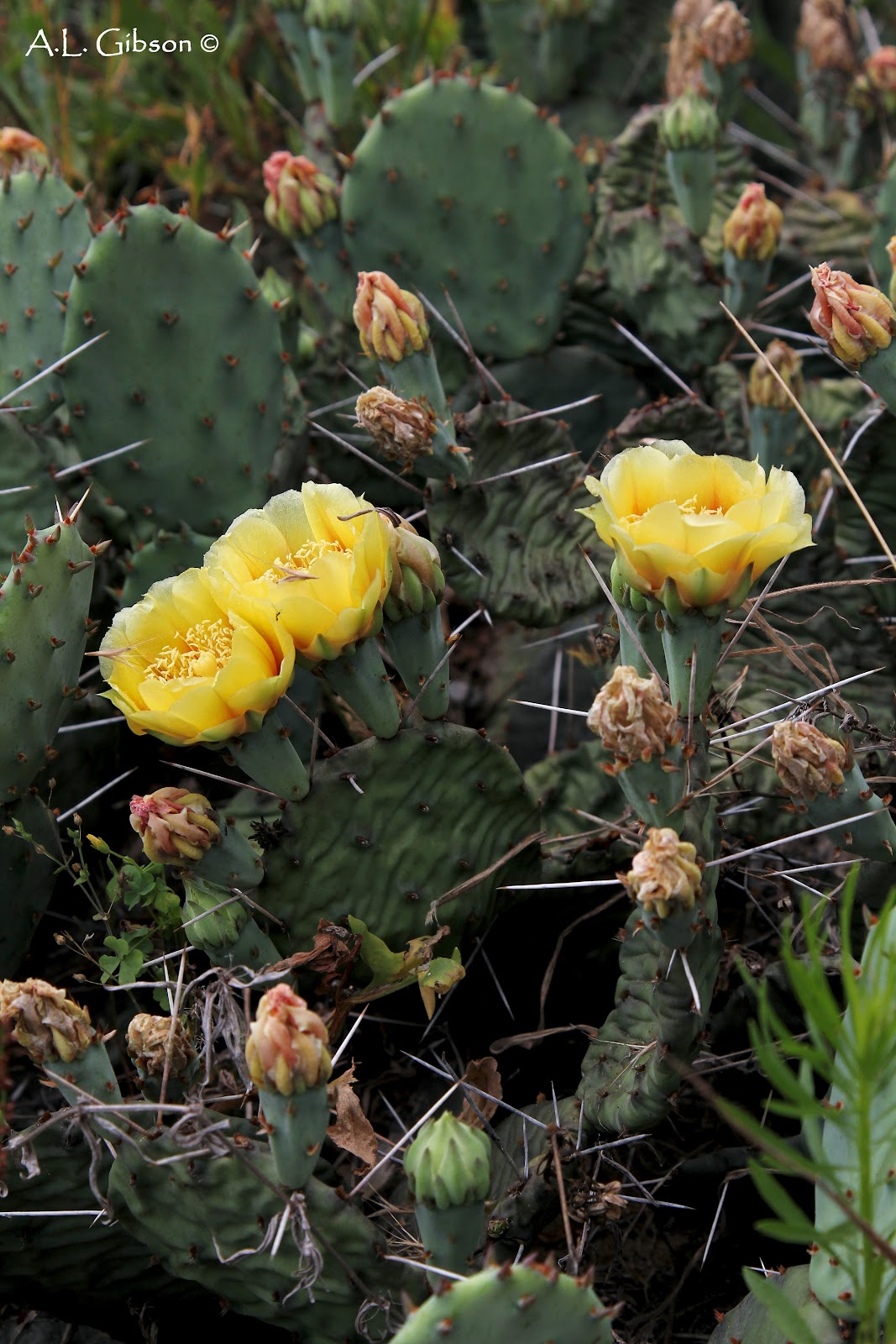 The Buckeye Botanist: Ohio's Native Cactus: Eastern Prickly Pear