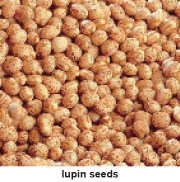 ILMU PANGAN: Lupin, is this Next Generation Grain Legume