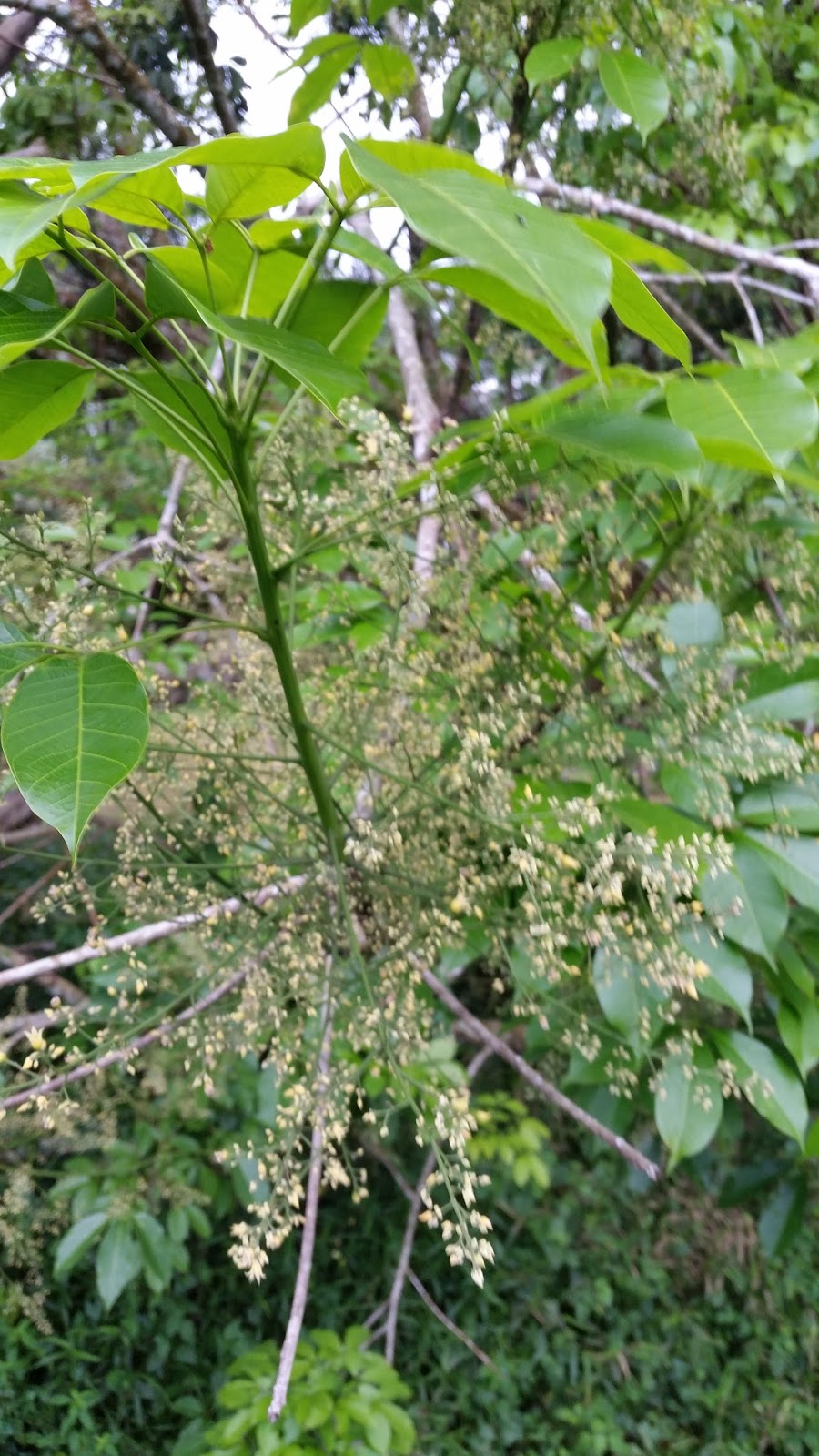 Warisan Petani: WW 32 : Bunga Pokok Getah