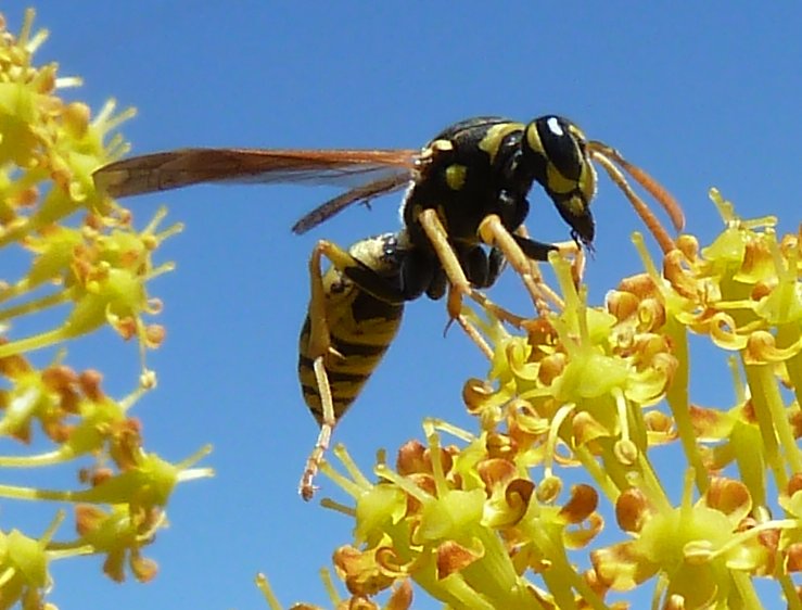 Bichos: Avispa (Vespula sp.)