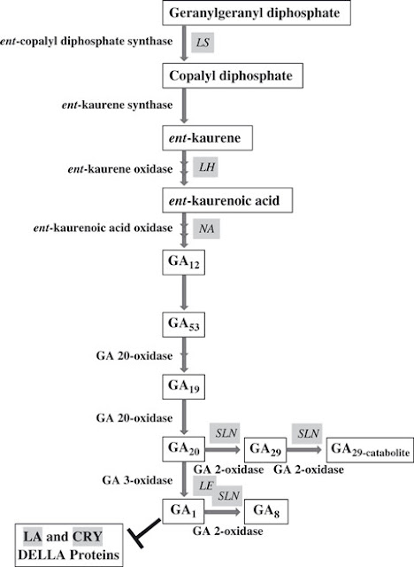 Senior Biology: Plant Responses