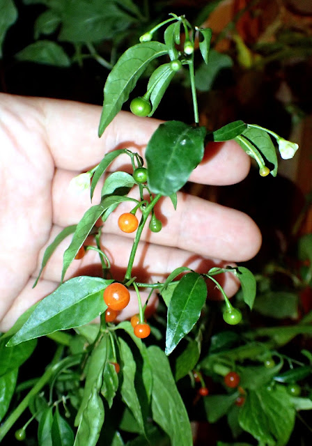 Scirpidiella's Plants: Hardy Chili (Capsicum flexuosum)