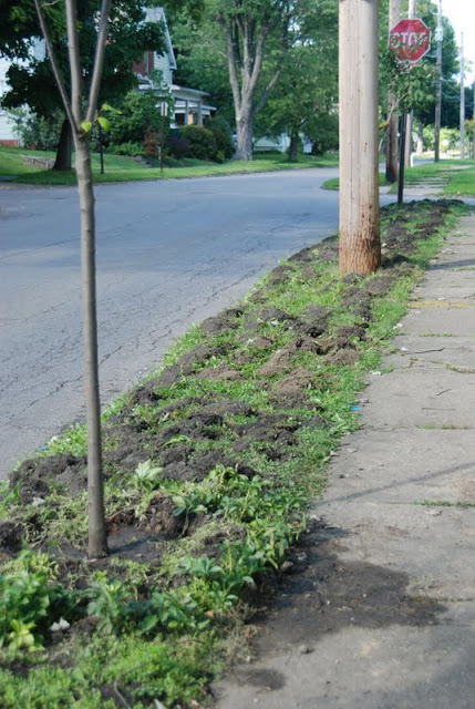 Wife, Mother, Gardener: Update on the Curb Strip Planting...