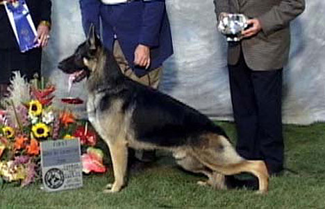 American Line German Shepherd | Dog German Shepherds