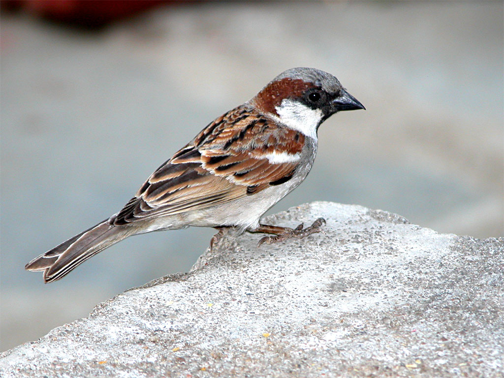House sparrow - dopover